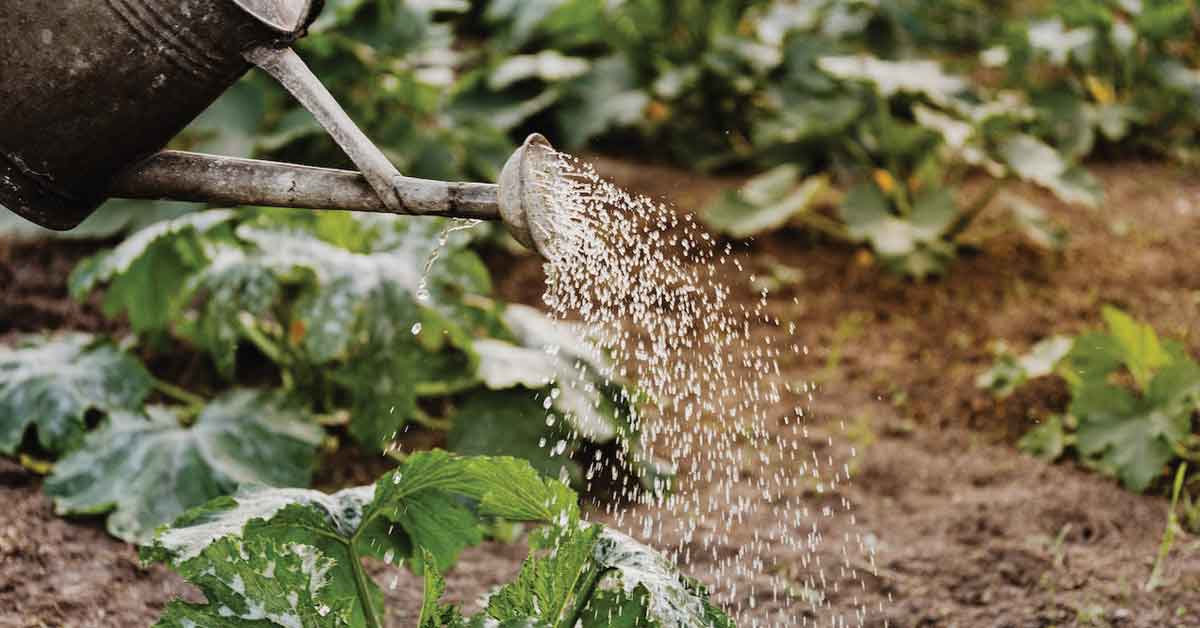Importance of Drought-Tolerant Vegetables in Sustainable Gardening ...
