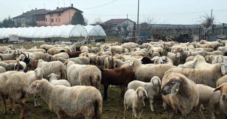 How to Choose Livestock for Urban Homesteading: 2025 Edition ...