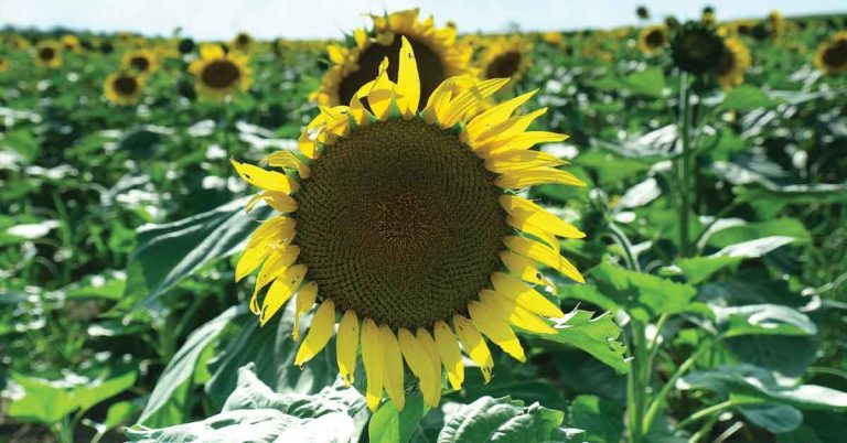 Tips for Preparing for Summer on the Homestead: 2025 Edition ...