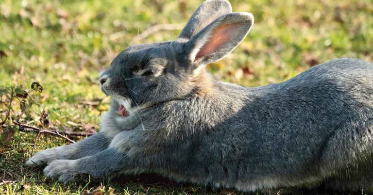 Why Choose the Silver Fox Rabbit Breed for Your Homestead in 2025 ...