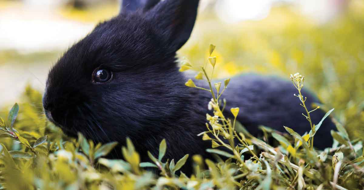 Why Choose the Silver Fox Rabbit Breed for Your Homestead in 2025 ...