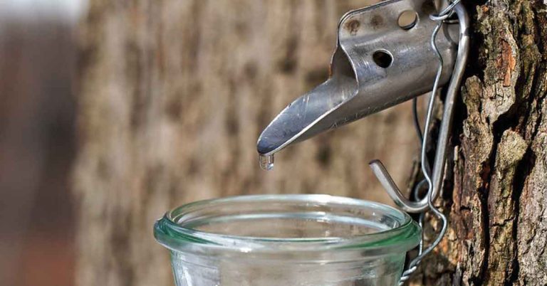 The Sweet Guide: How to Tap a Maple Tree for Syrup in 2025 ...