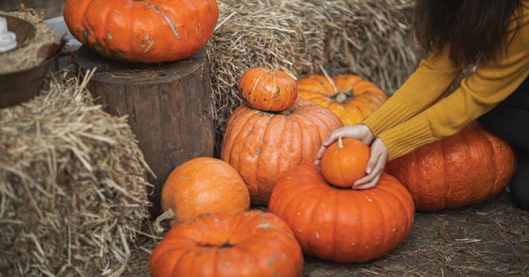 DIY Gourd Seed Storage: Creative Solutions for Preserving Seeds in 2025 ...