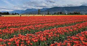 Homesteading In Canada Thriving North For Year Round Abundance 2025